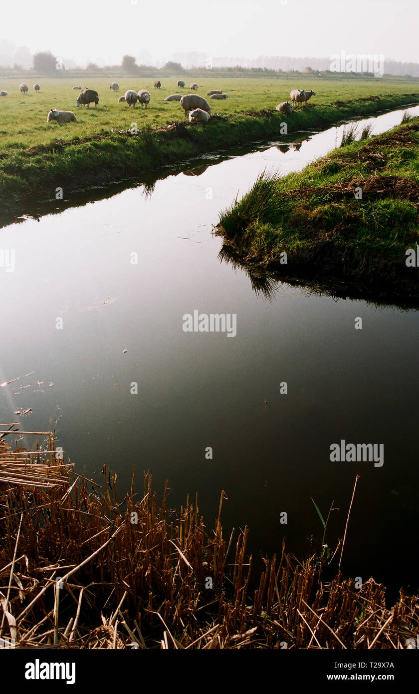 Lambs river bank hi-res stock photography and images - Alamy