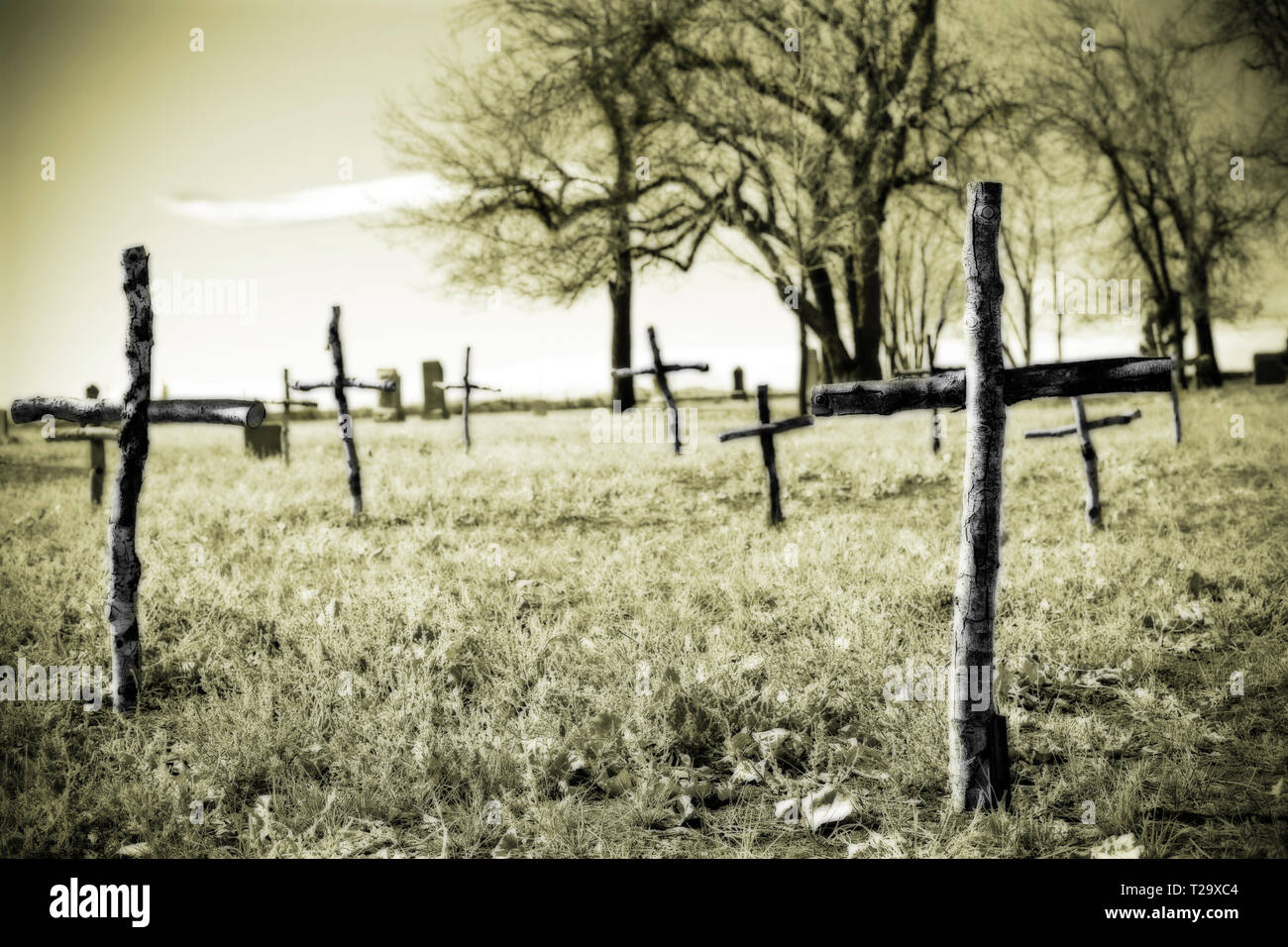 Birch crosses hi-res stock photography and images - Alamy