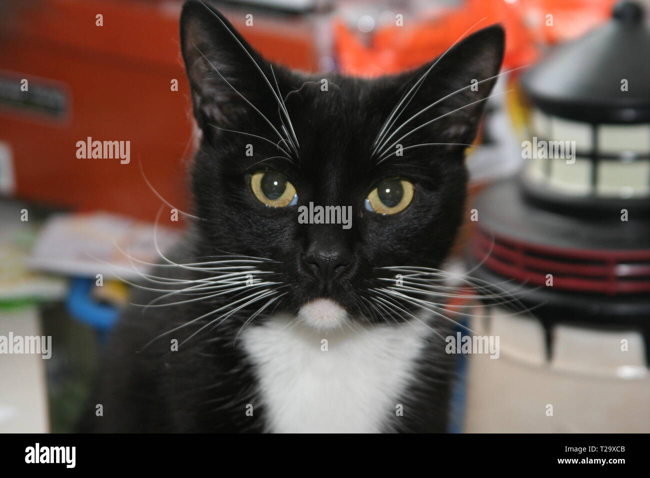 Mitten cat hi-res stock photography and images - Alamy