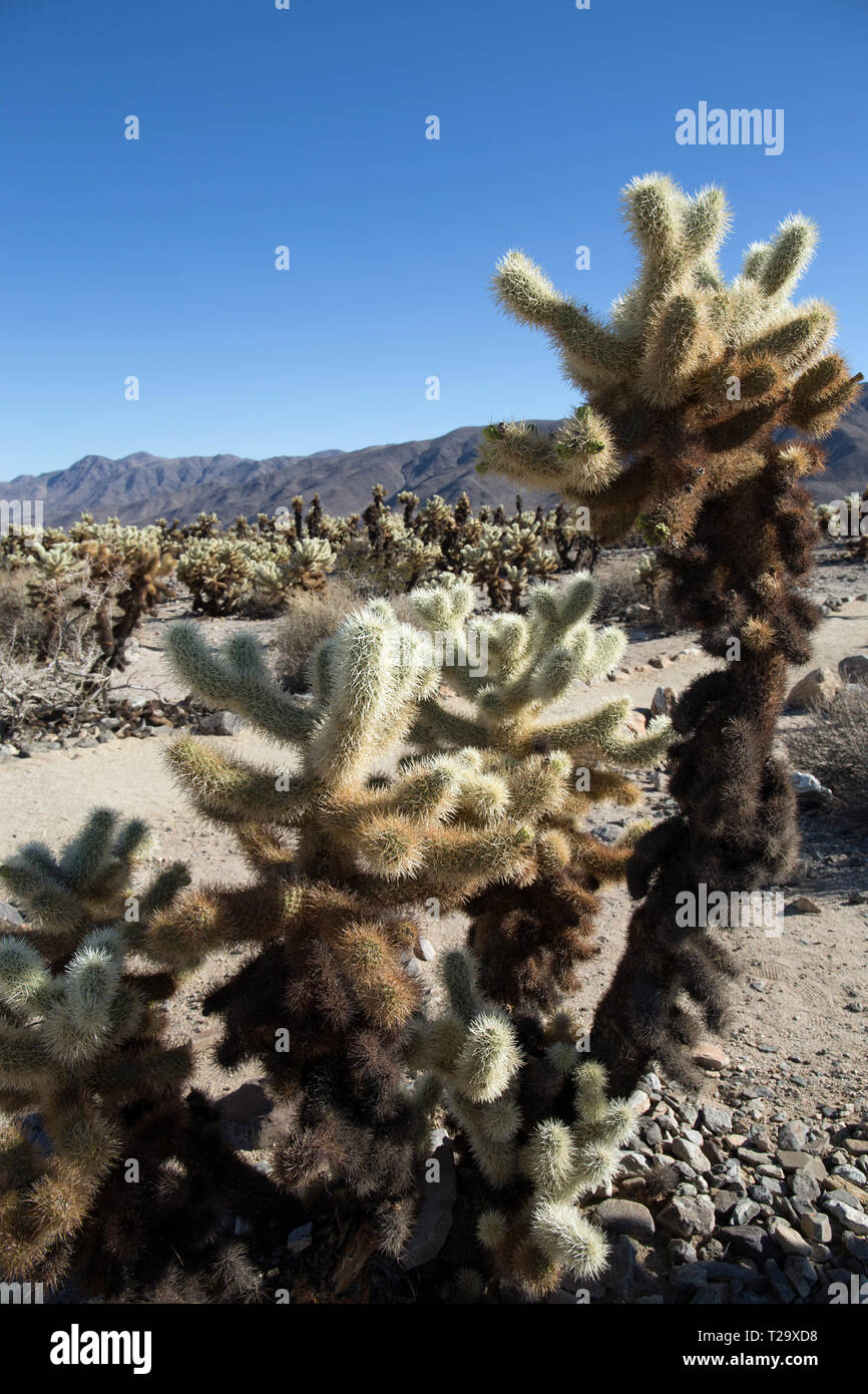 Chula hi-res stock photography and images - Alamy