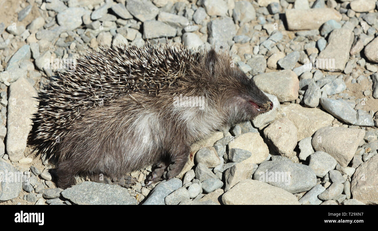 Squashed hedgehog hi-res stock photography and images - Alamy