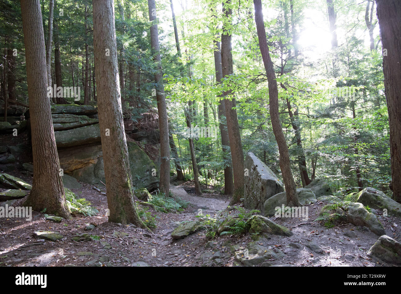 Virginia oak trees hi-res stock photography and images - Alamy