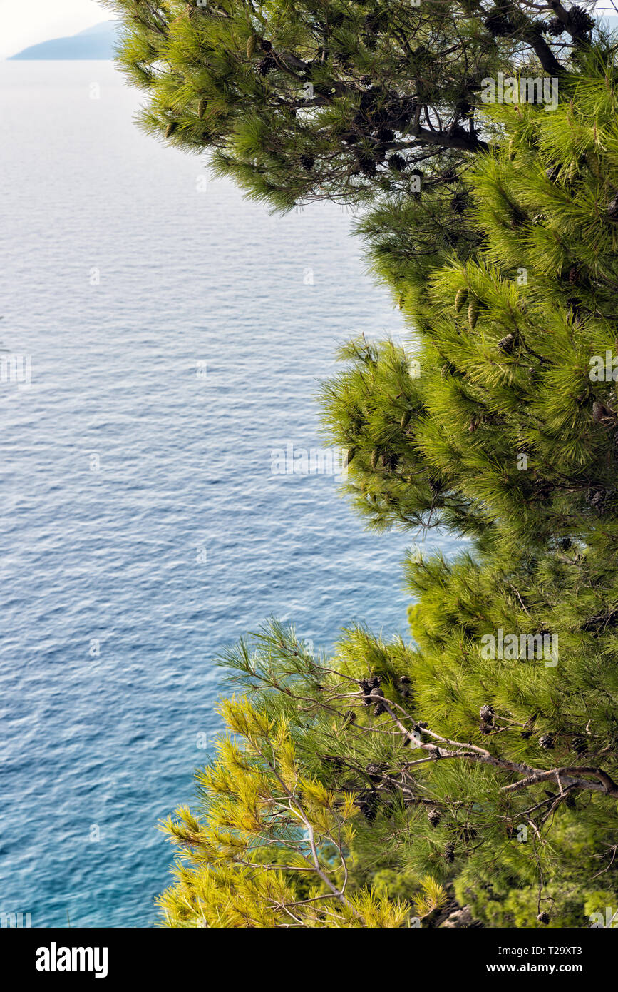 blue sea and green pine trees on the Adriatic coast in Croatia Stock ...