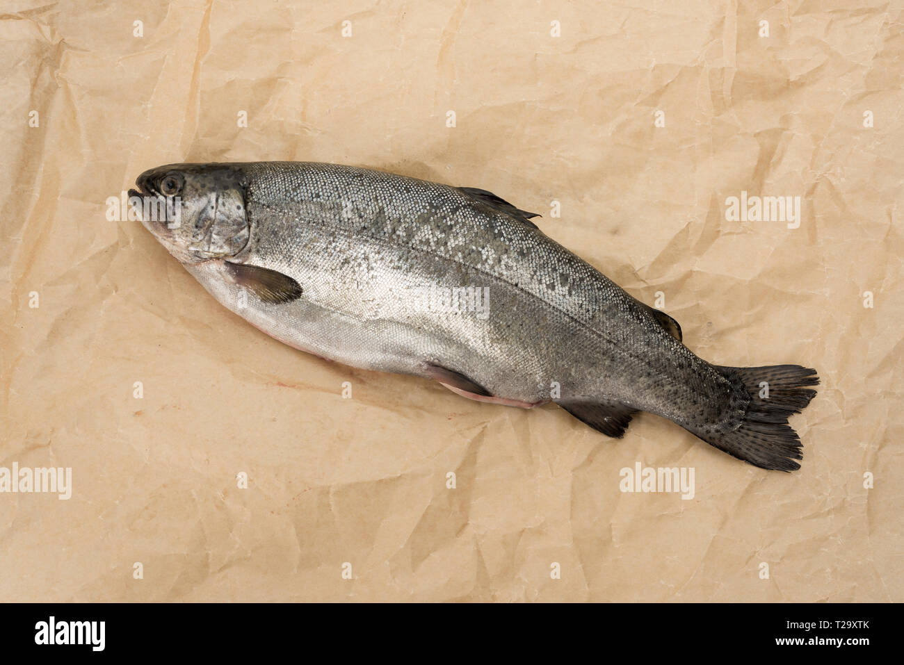 Purified fish on craft paper. Rainbow trout gutted Stock Photo - Alamy