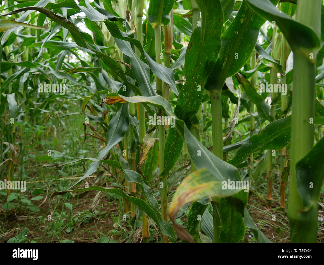 Maize Corn Texture Field Background High Resolution Stock Photography ...