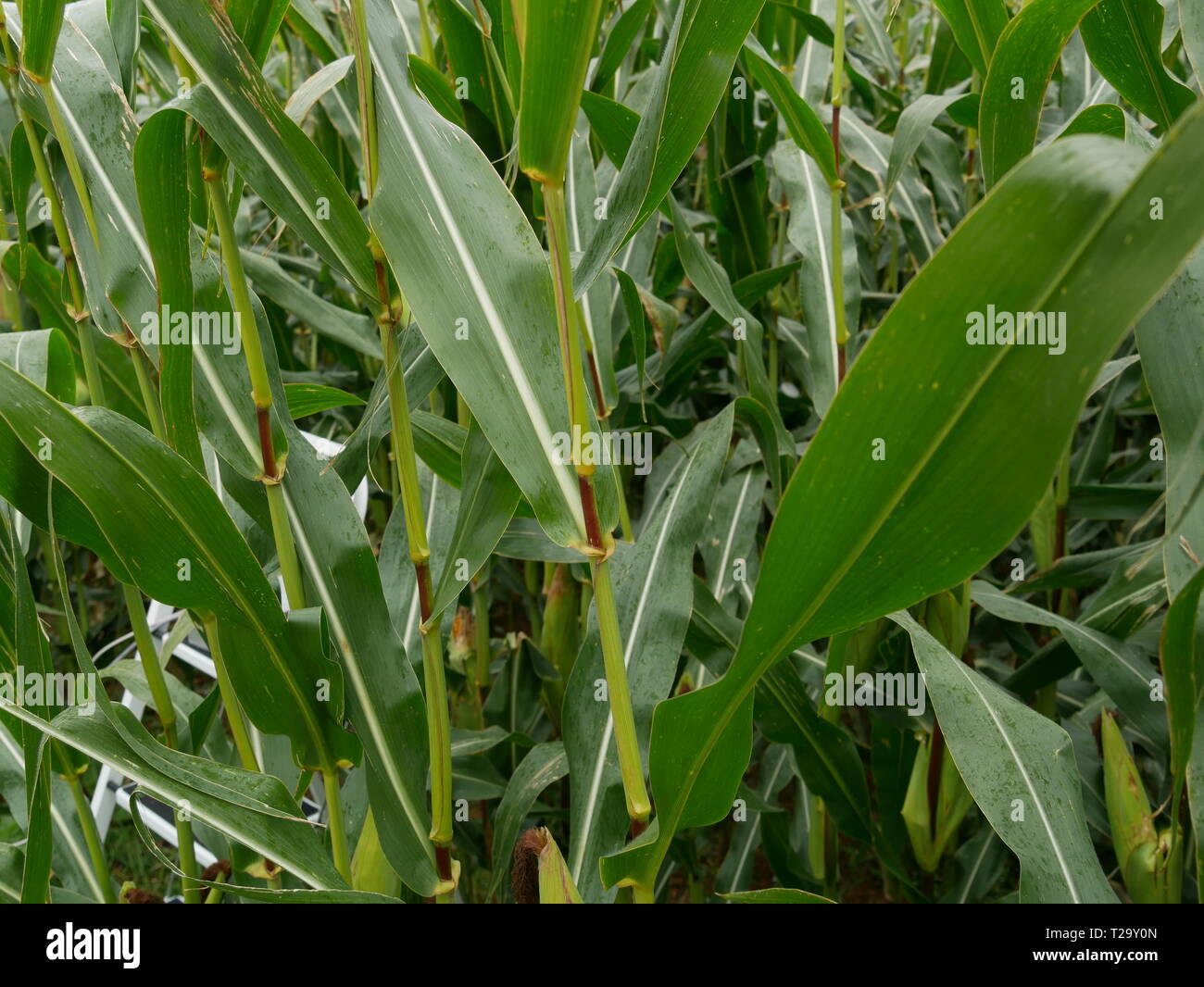 Corn leaf during growth Stock Photo - Alamy