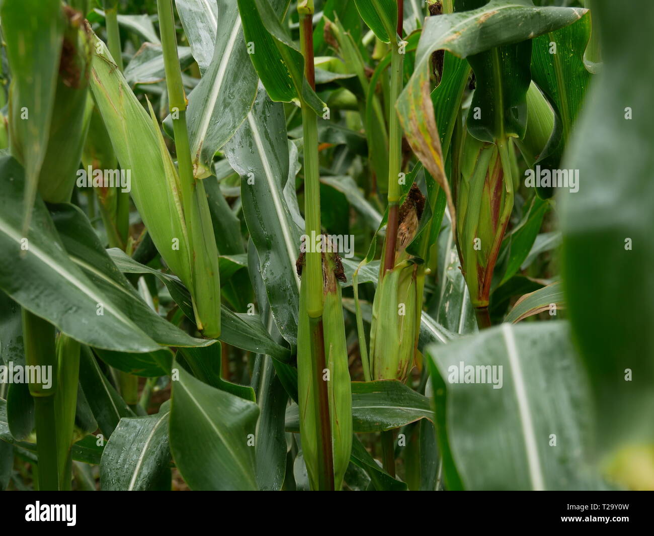Maize crop leaves close up hi-res stock photography and images - Alamy