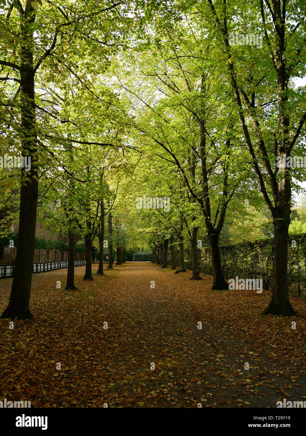 Lonely road in green forest hi-res stock photography and images - Alamy