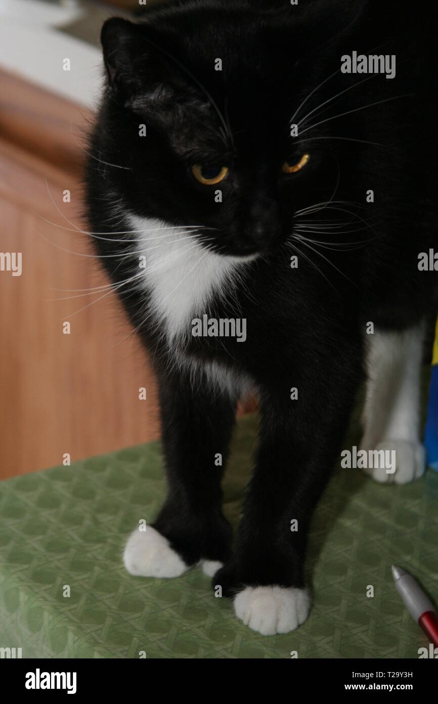 Mitten cat hi-res stock photography and images - Alamy