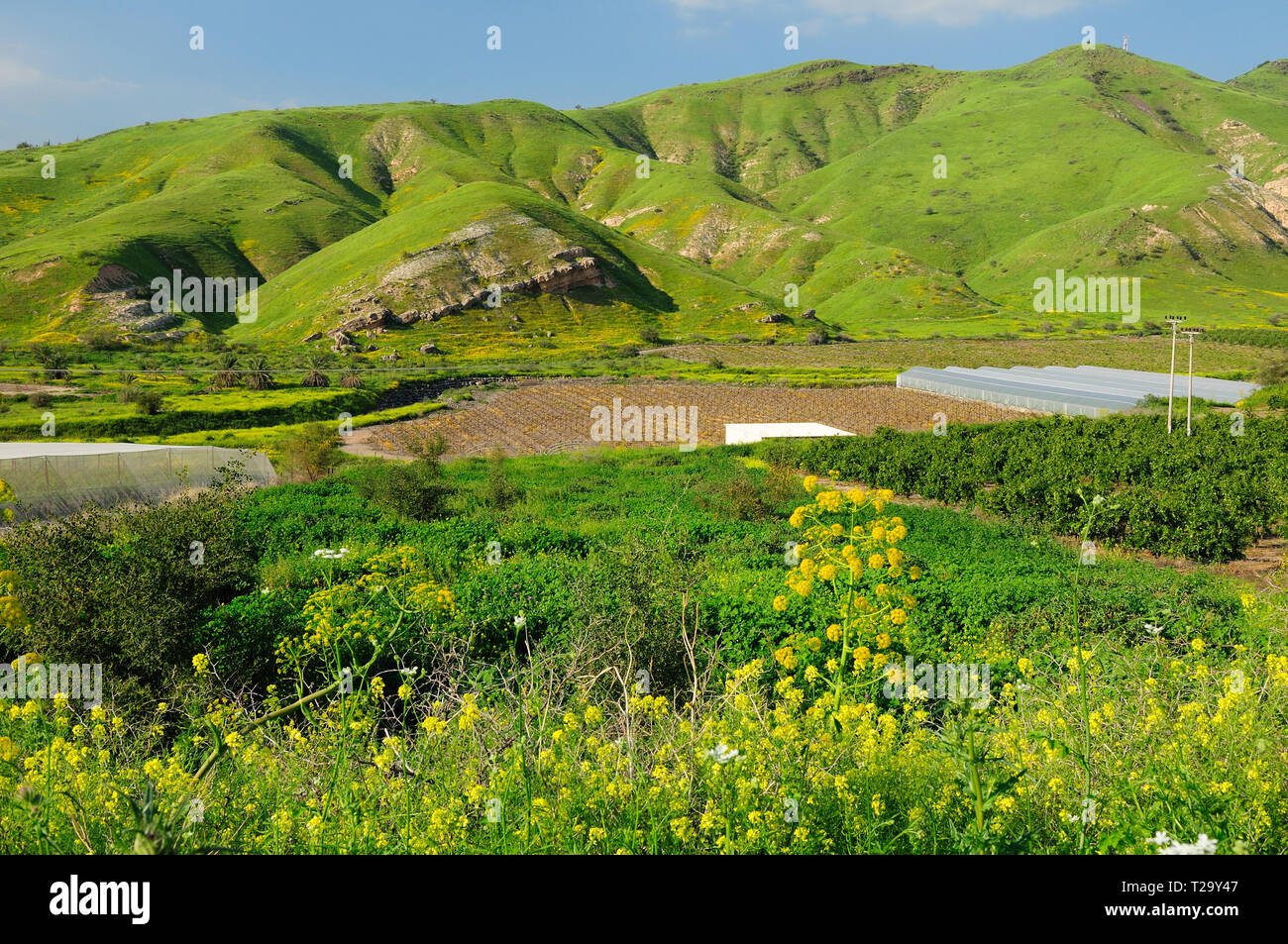 Holy land flowers hi-res stock photography and images - Alamy