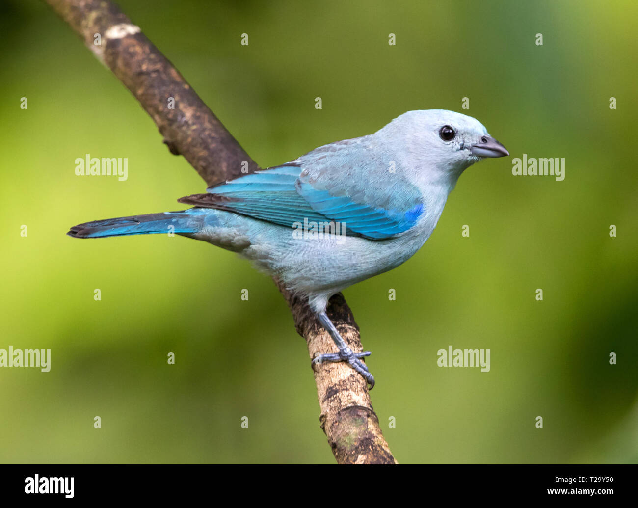 Blue grey tanager hi-res stock photography and images - Alamy