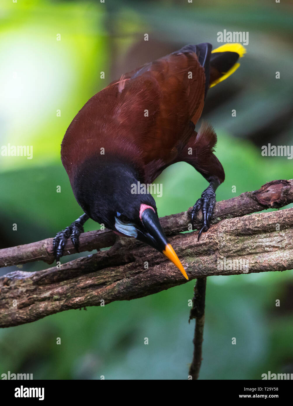 Montezuma oropendola hi-res stock photography and images - Alamy