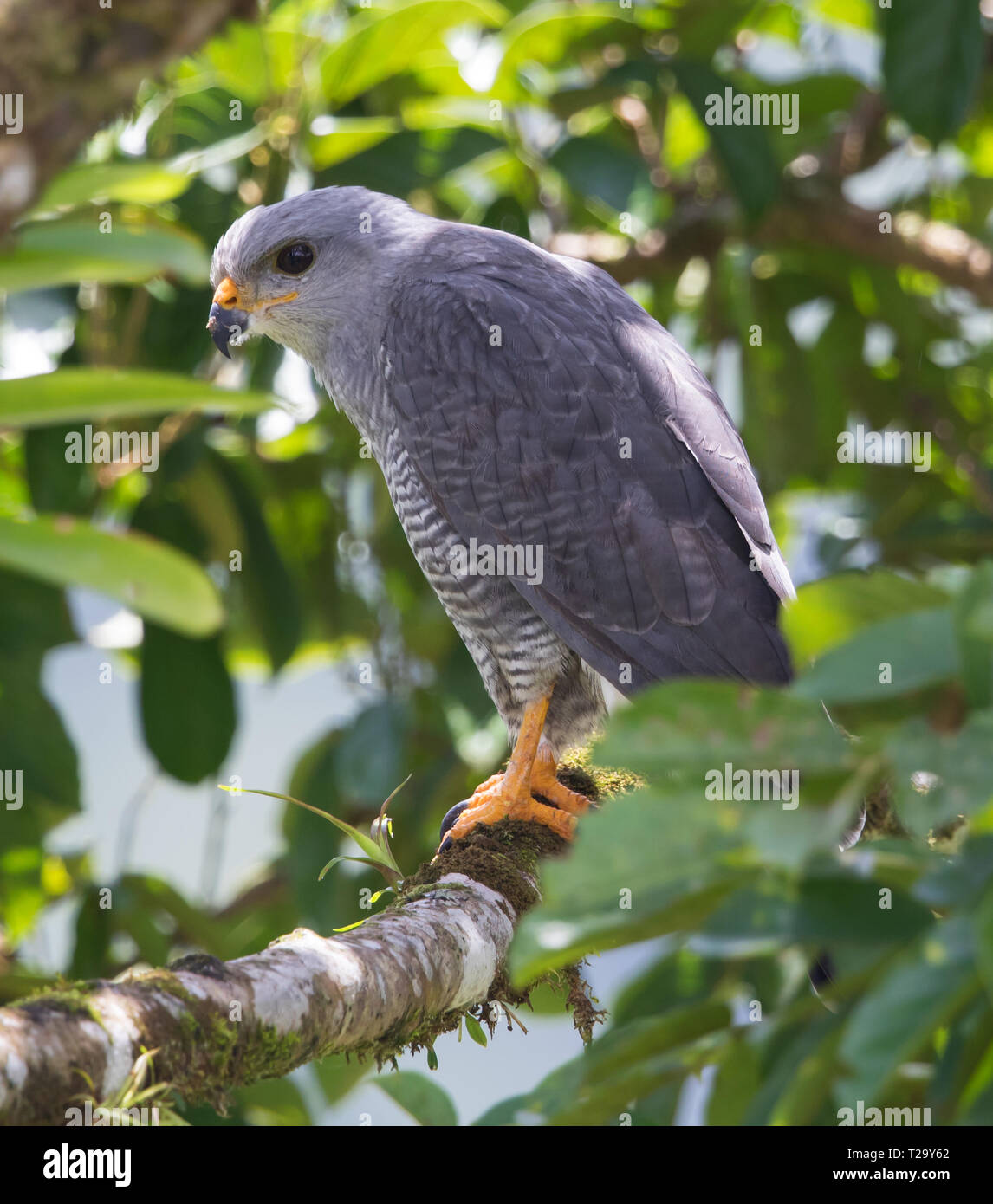 Grey hawk hi-res stock photography and images - Alamy