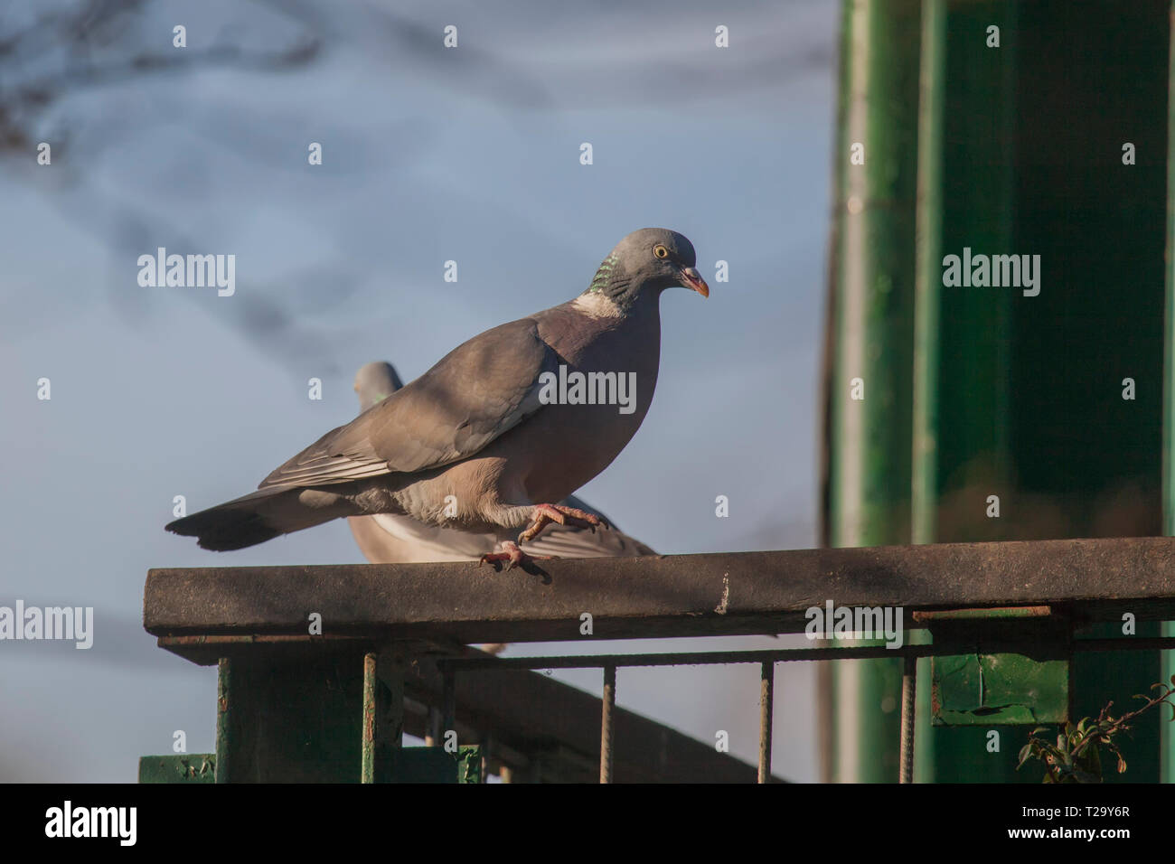 Uk pigeon isolated hi-res stock photography and images - Alamy