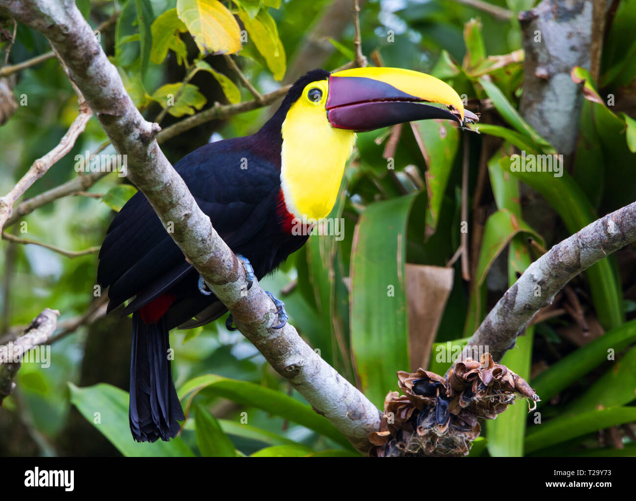 Chestnut Billed Toucan Costa Rica Stock Photo - Alamy
