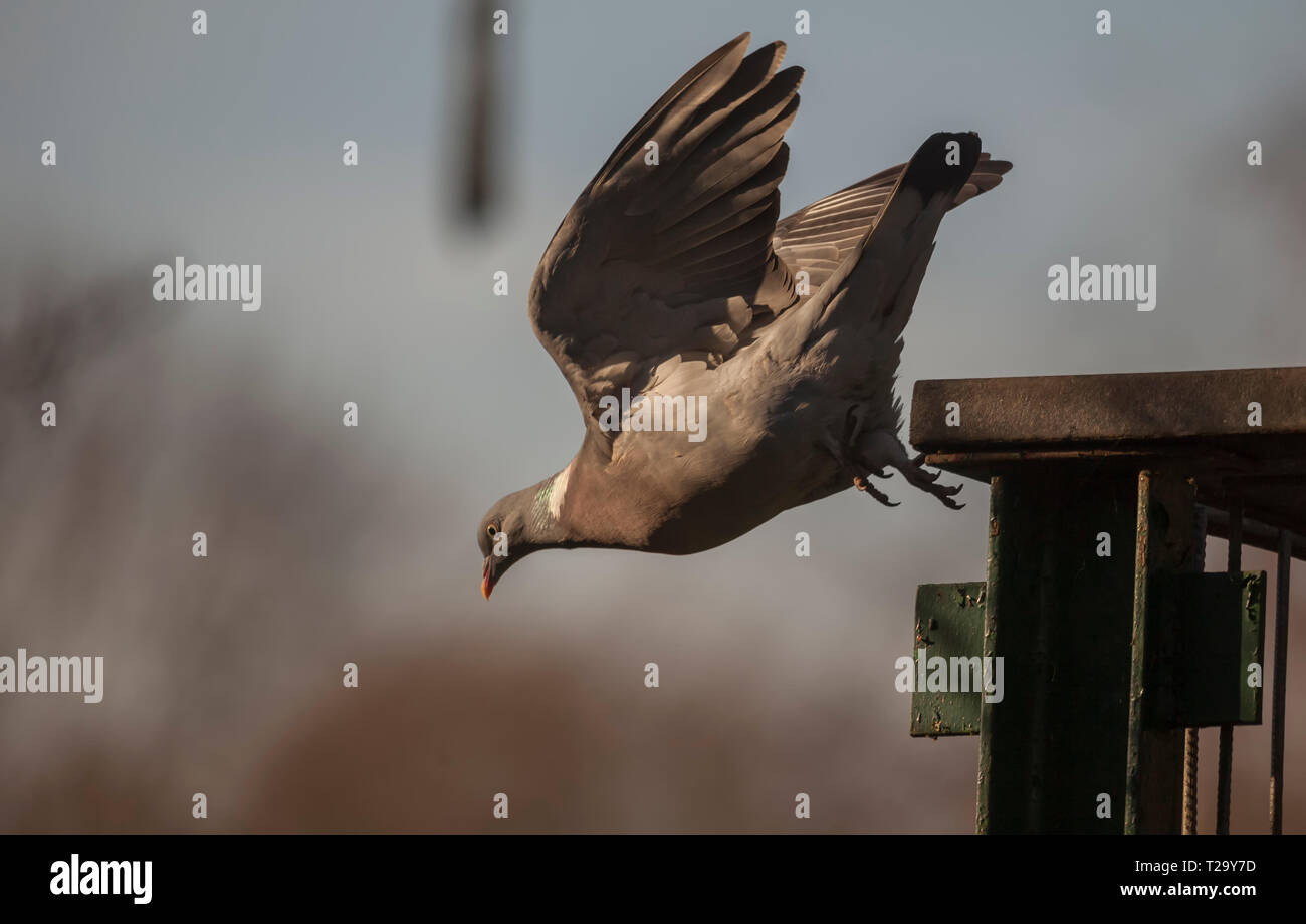 Pigeons taking flight hi-res stock photography and images - Alamy