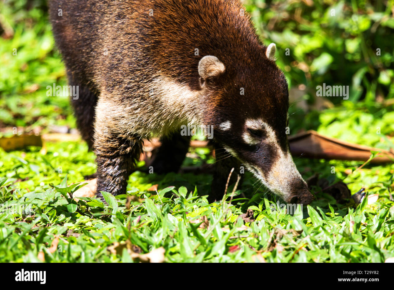 Coati arenal hi-res stock photography and images - Alamy