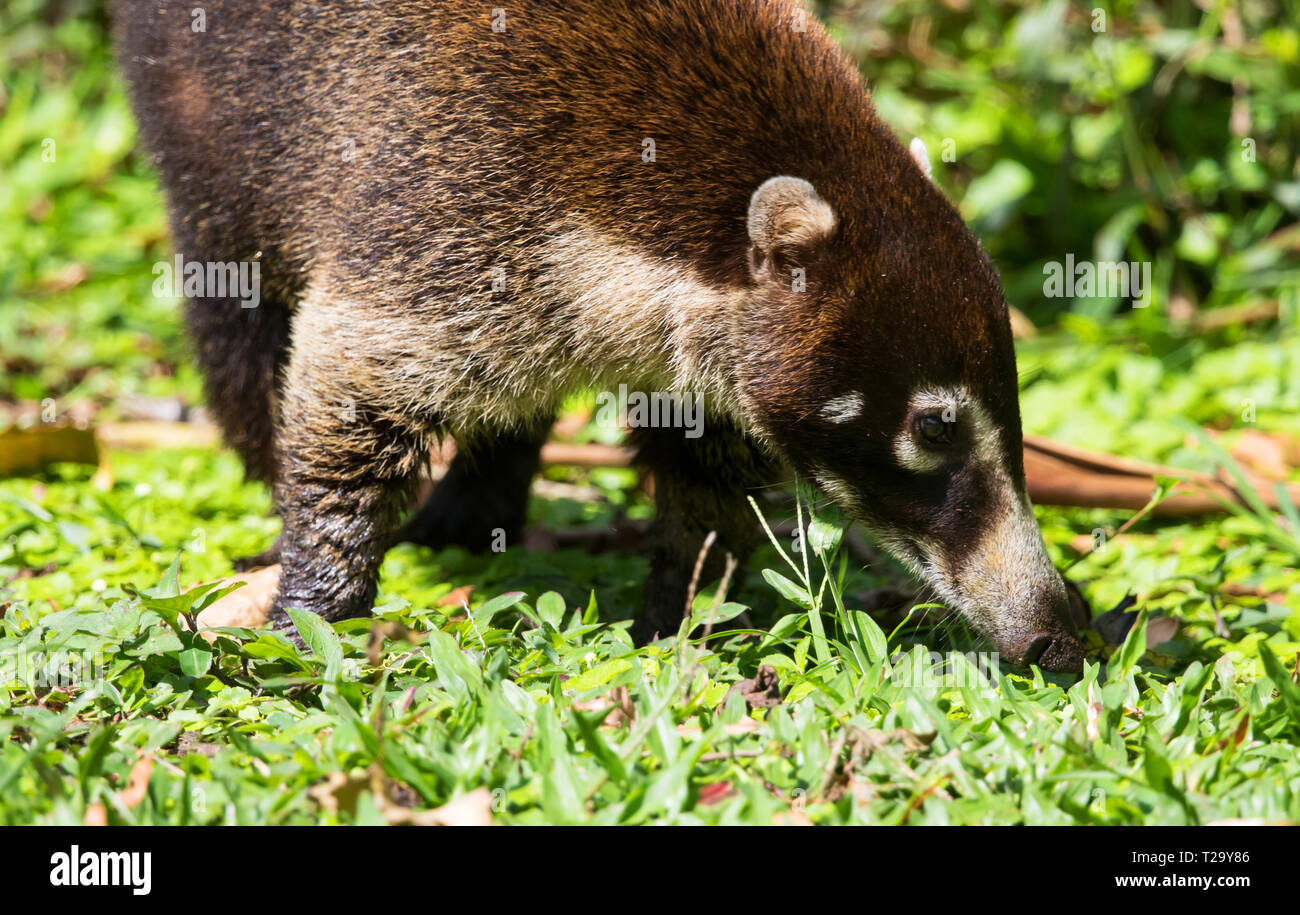 Costa rica racoon hi-res stock photography and images - Alamy