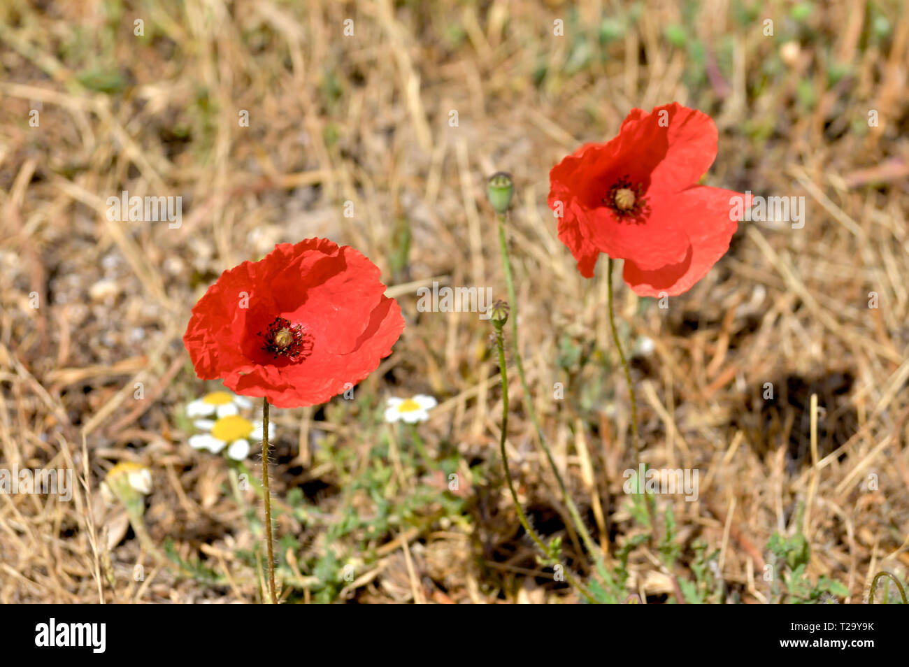 Wild poppies in countryside hi-res stock photography and images - Alamy