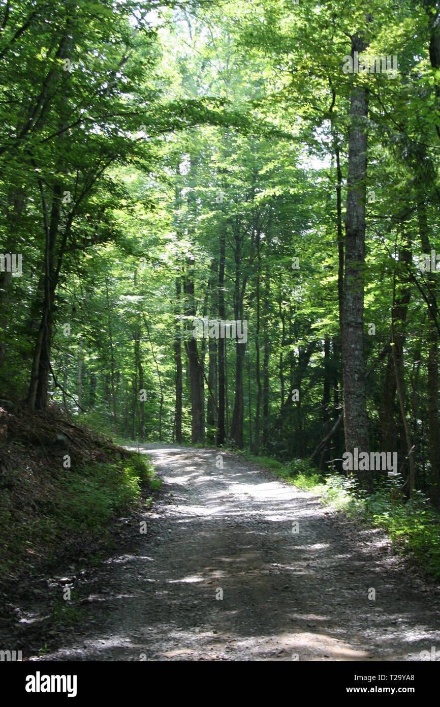 Forest path in the forest hi-res stock photography and images - Alamy
