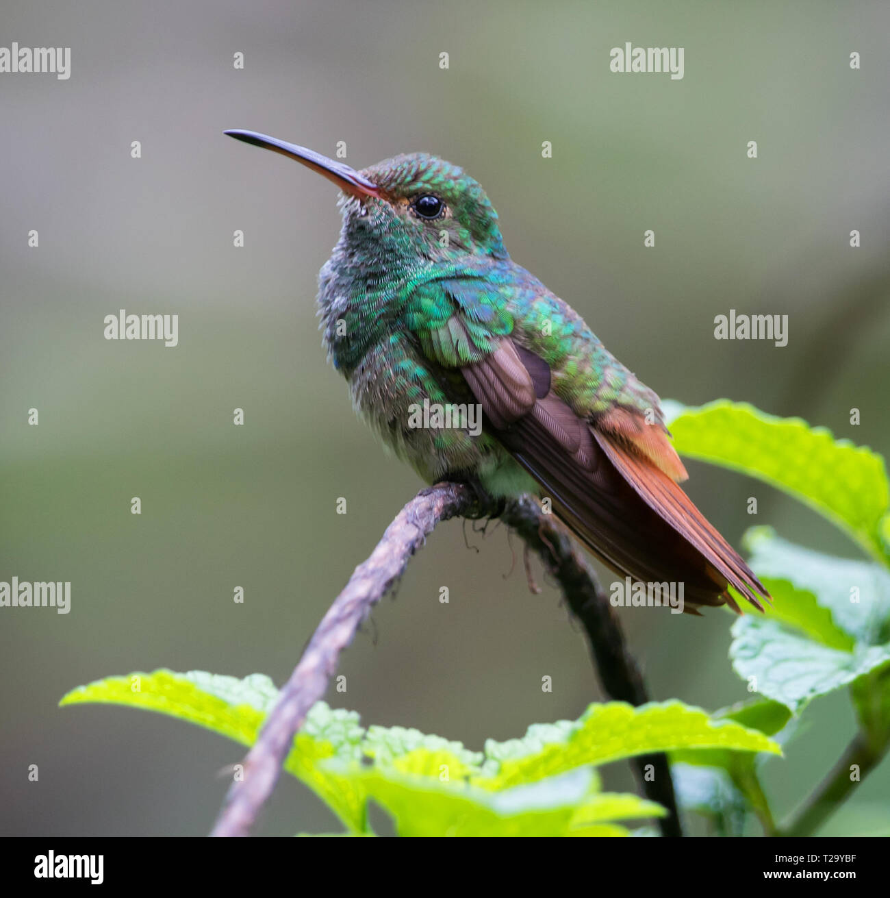 Rufus Tailed Humming bird Stock Photo - Alamy