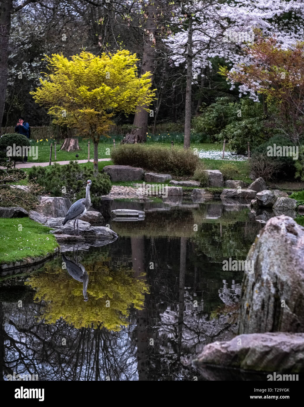 Holland park london garden hi-res stock photography and images - Alamy