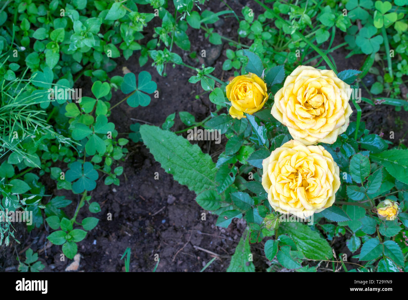 tiny yellow roses in the garden Stock Photo - Alamy
