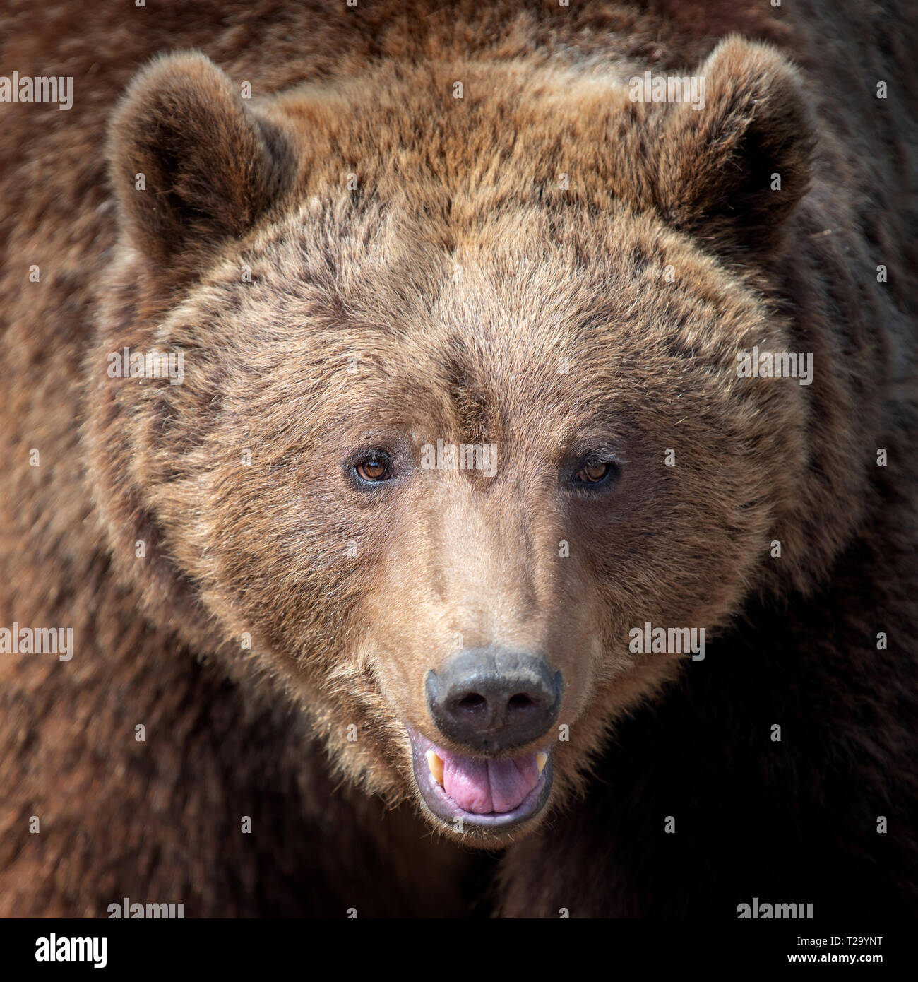 Male grizzly bear face close up hi-res stock photography and images - Alamy