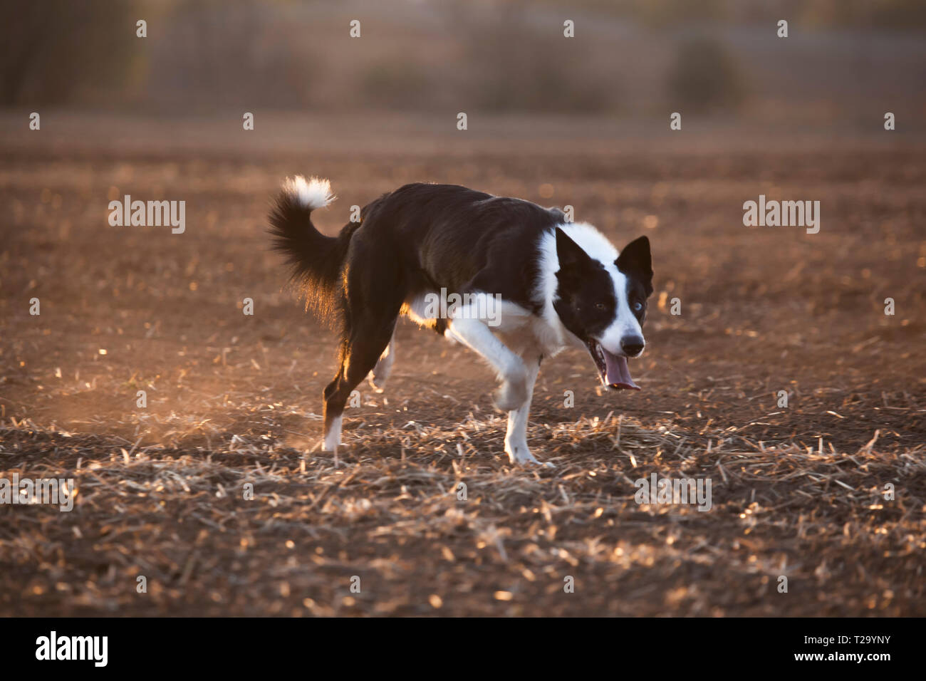 Border Collie Sunset Stock Photo - Alamy