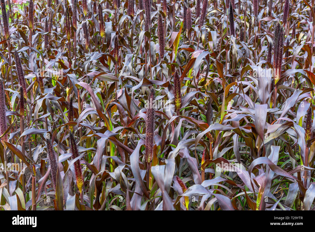 Pennisetum glaucum in the flowerbed Stock Photo - Alamy