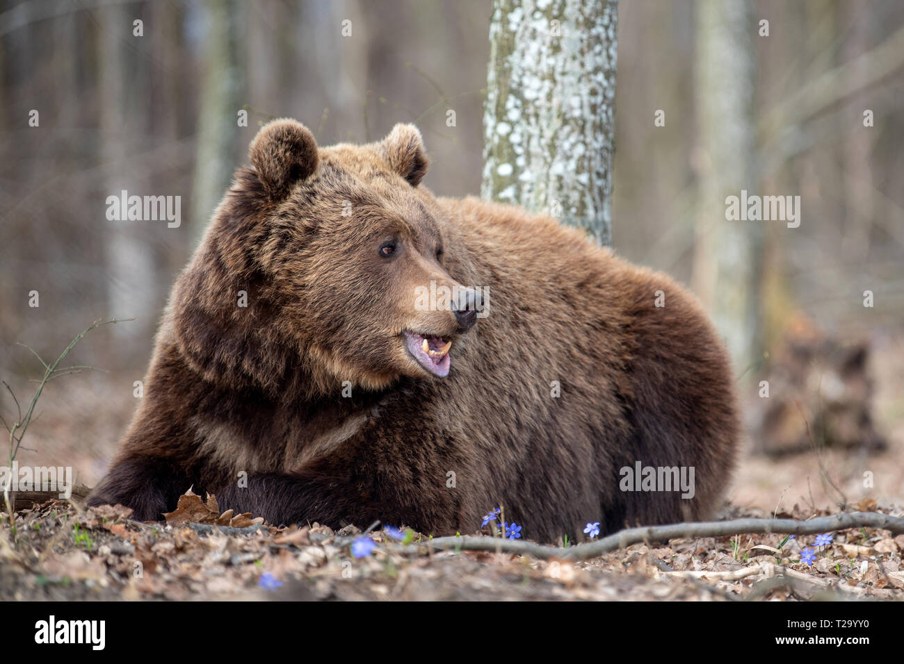 Brown bear in spring hi-res stock photography and images - Alamy