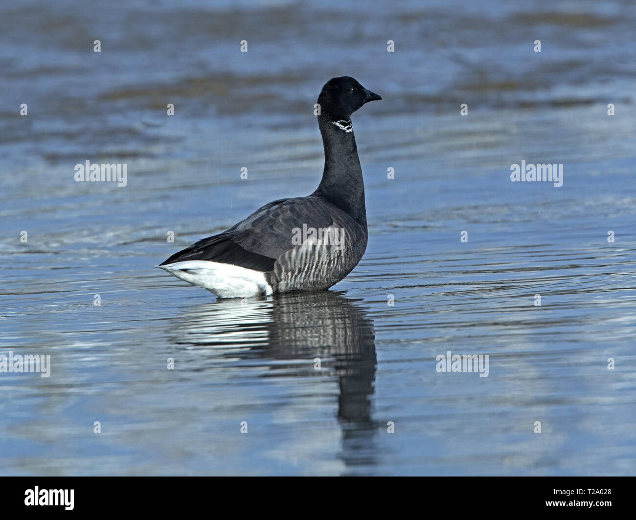 Goose In Water Stock Photos & Goose In Water Stock Images - Alamy