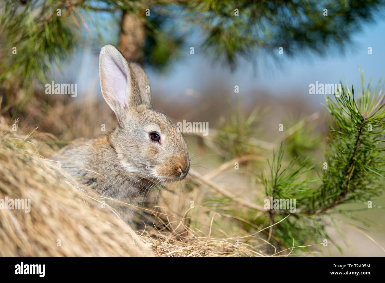 Rabbit hare while in grass in summer time Stock Photo - Alamy