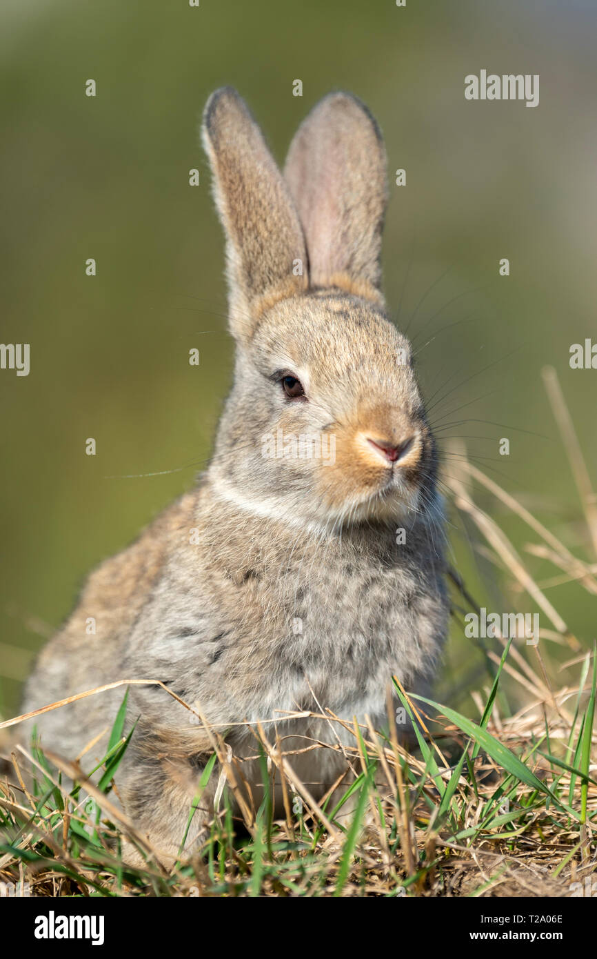 Rabbit hare while in grass in summer time Stock Photo - Alamy