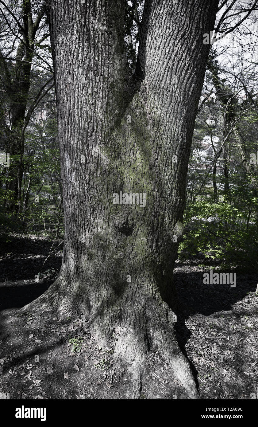 Fairy tale tree hi-res stock photography and images - Alamy