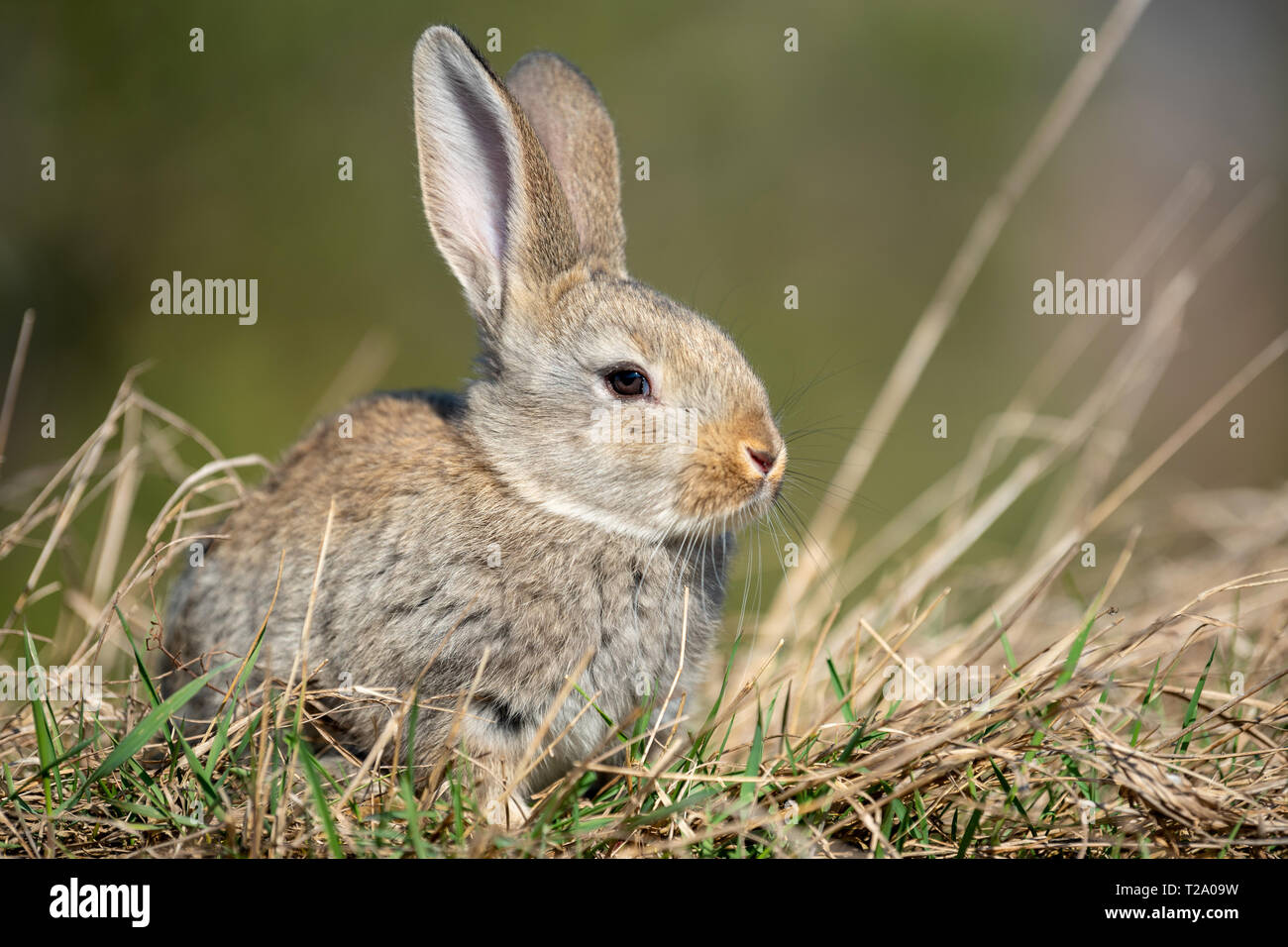 Rabbit hare while in grass in summer time Stock Photo - Alamy