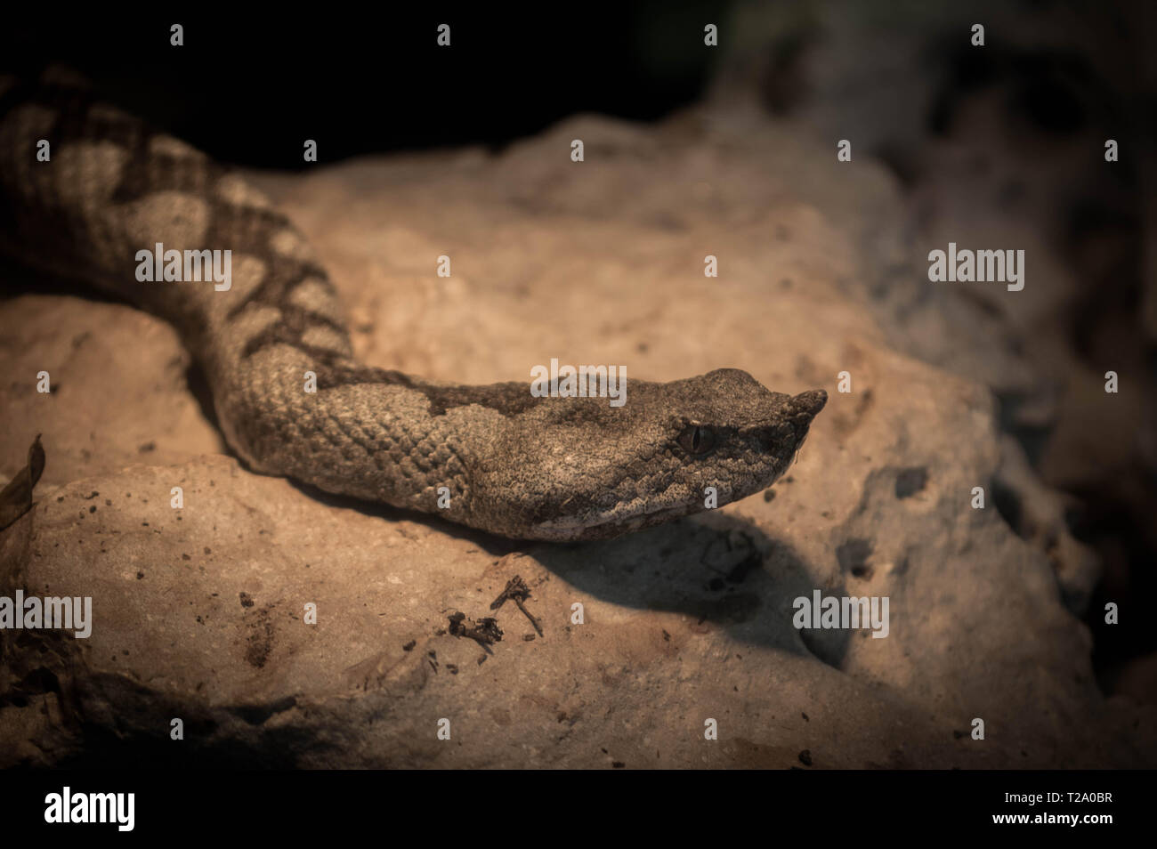 Horned viper prey hi-res stock photography and images - Alamy