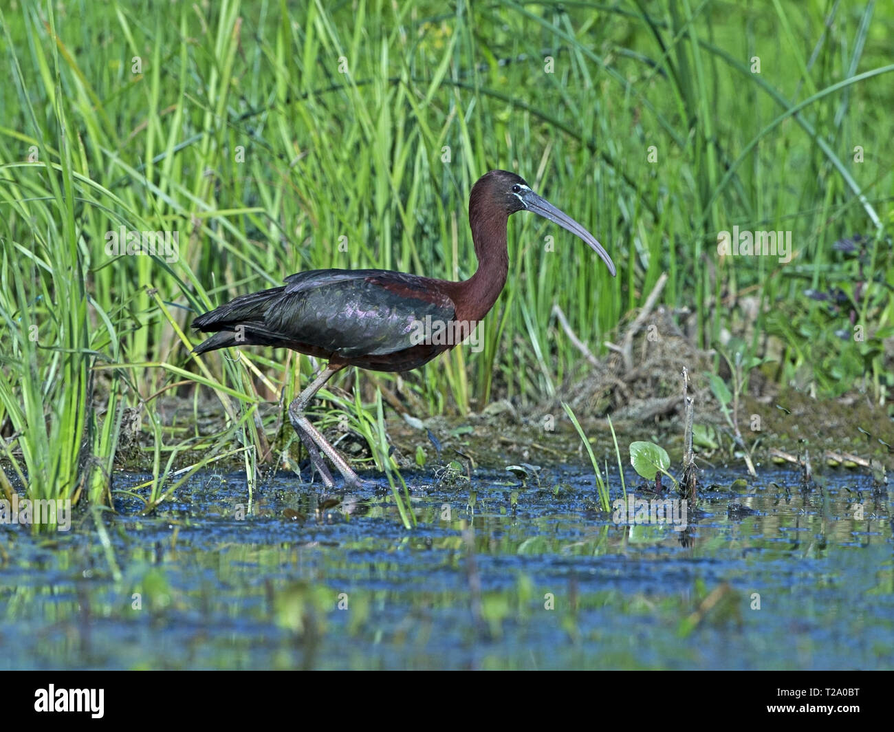 Ibis standing hi-res stock photography and images - Alamy