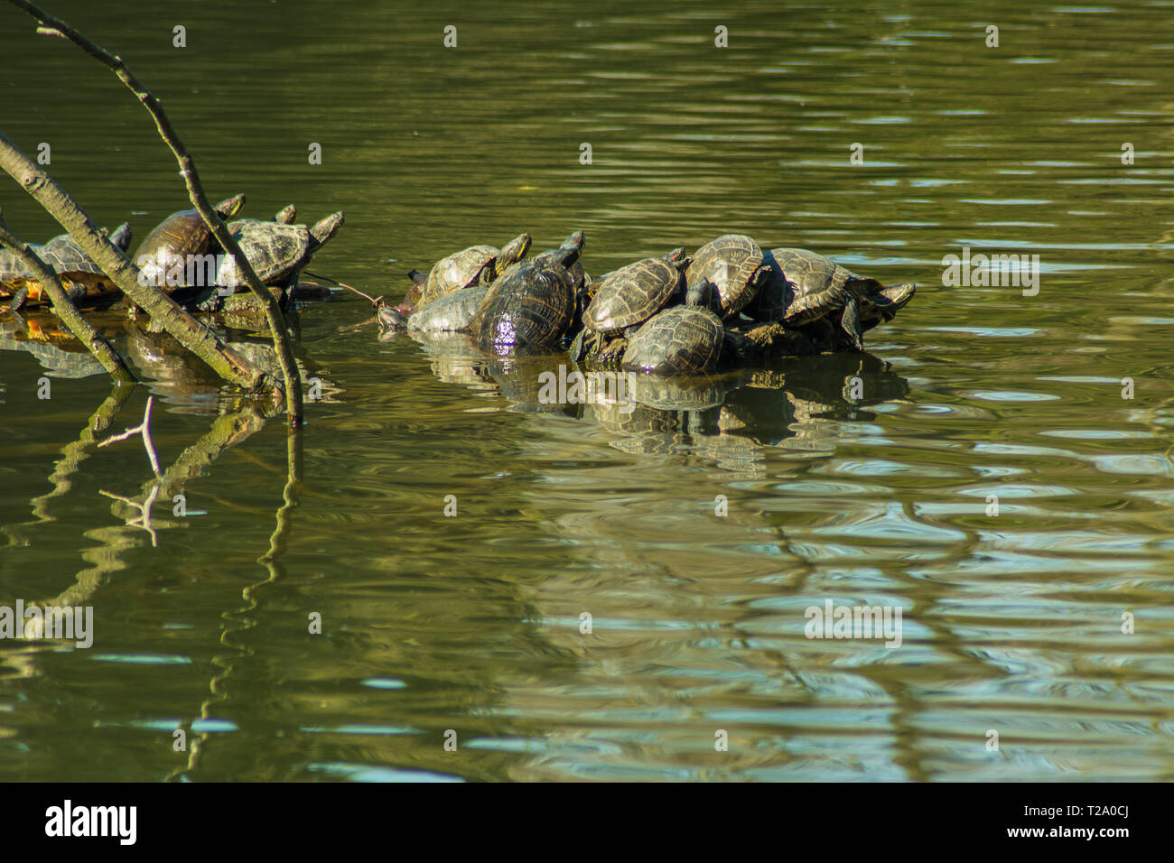 turtles in the lake Stock Photo - Alamy