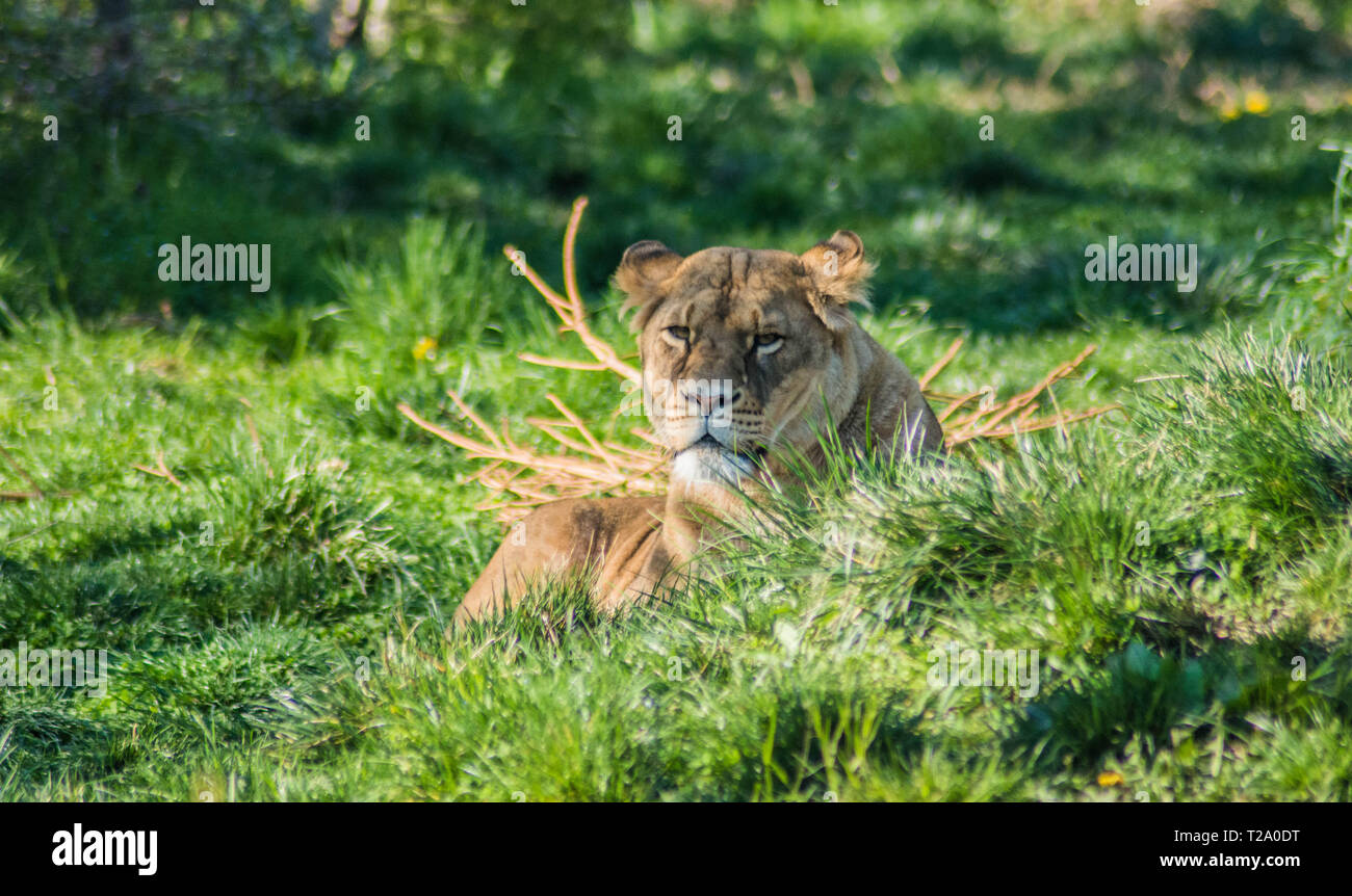 Alpha lioness hi-res stock photography and images - Alamy