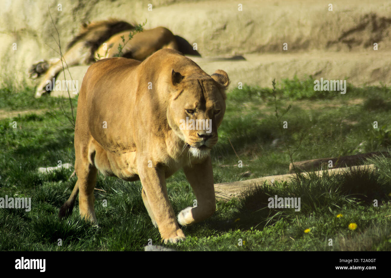 Alpha lioness hi-res stock photography and images - Alamy