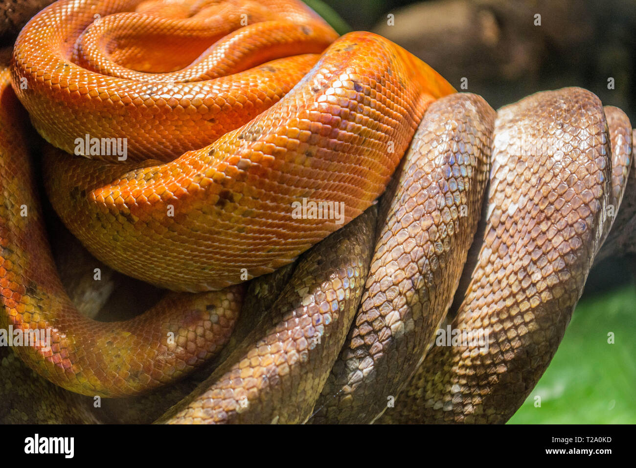 Corn snakes hi-res stock photography and images - Alamy