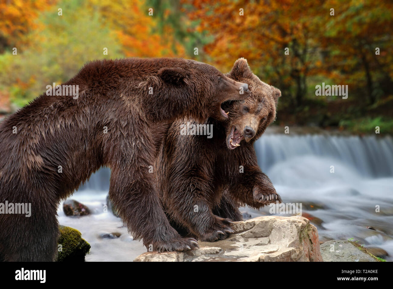 Standing Angry Grizzly Bear