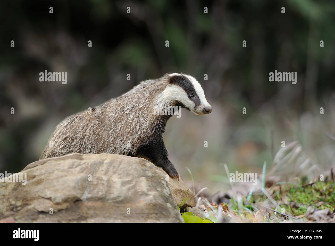 Adult badgers uk hi-res stock photography and images - Alamy