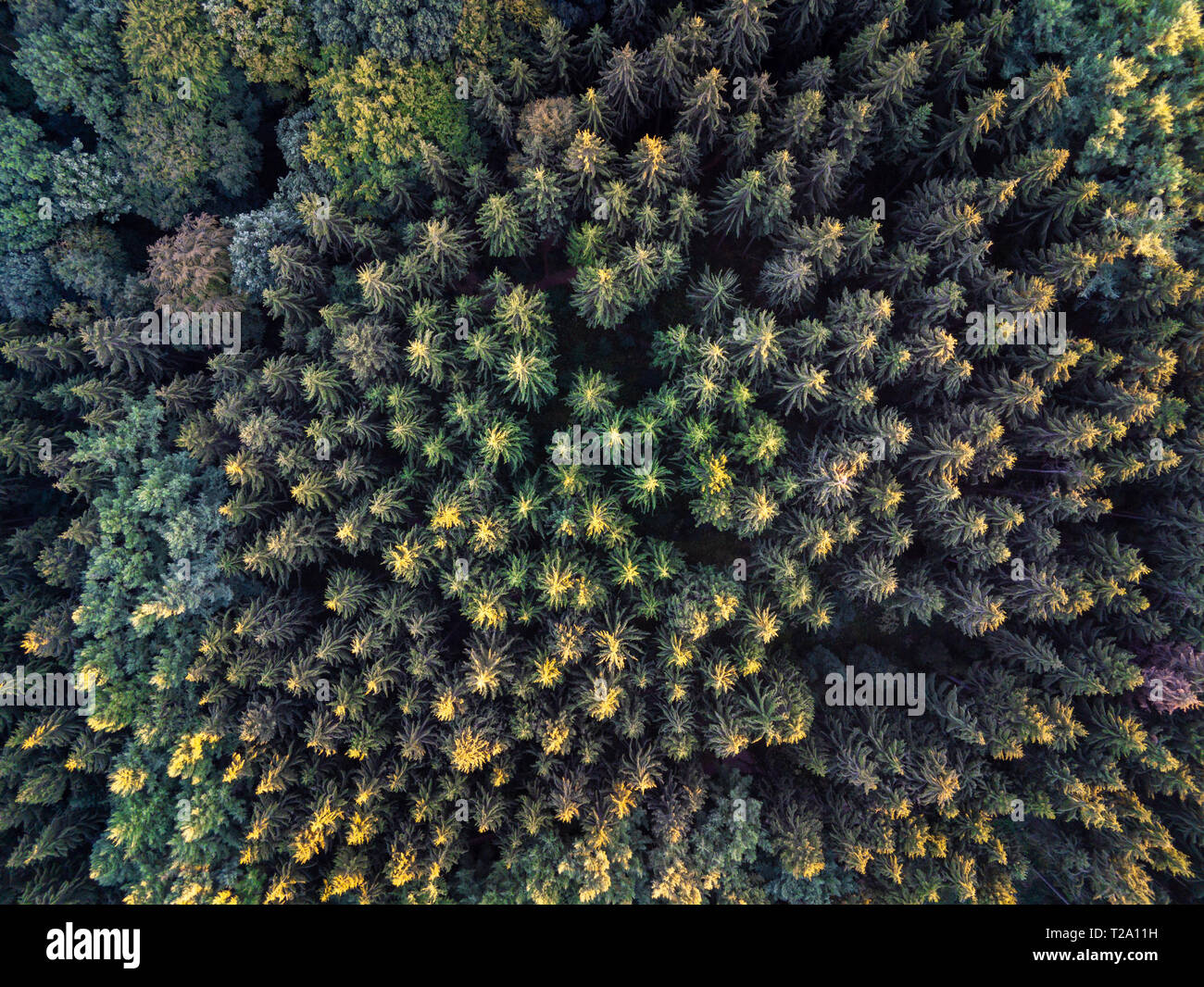 Aerial shot of forrest looking downwards on the symmetric tree tops in ...