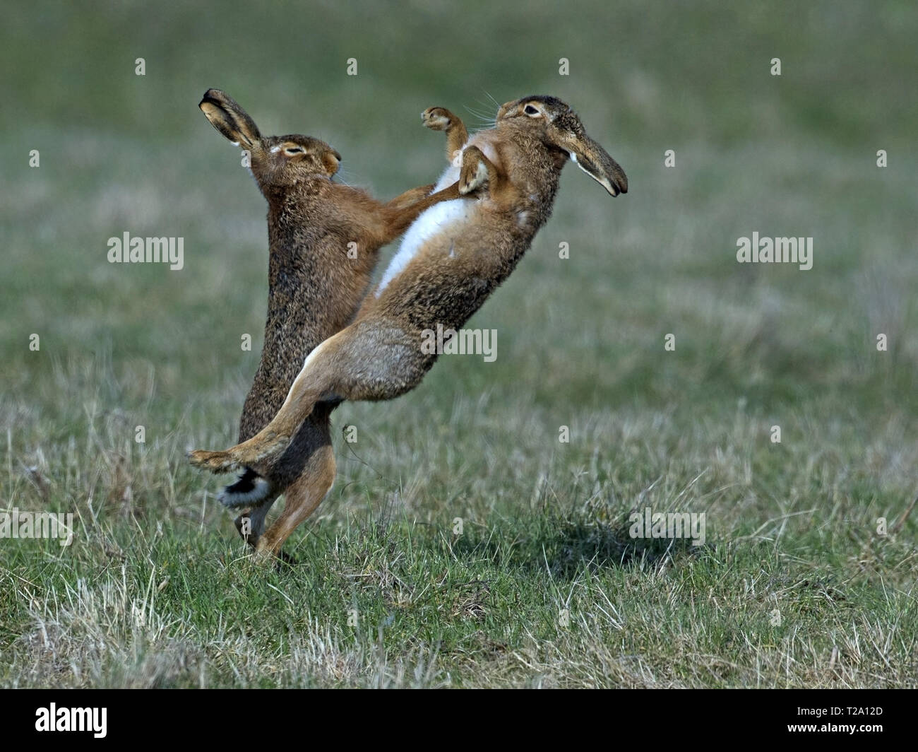Boxing hare hi-res stock photography and images - Alamy