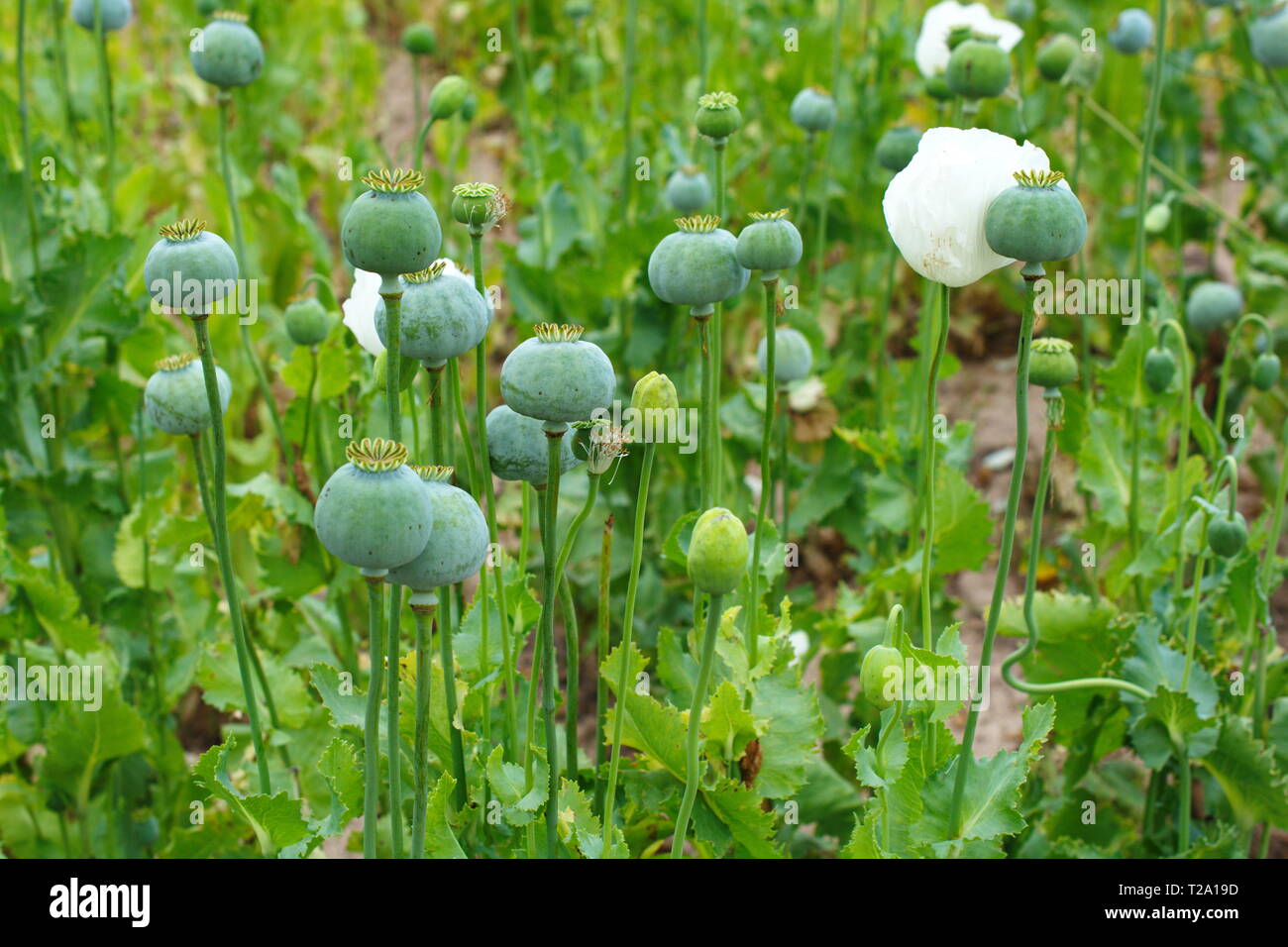 poppy field. opium, poppy capsule. Agriculture of poppy plant ...