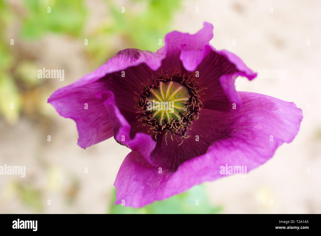 purple poppy flower. macro shooting. pharmaceutical industrial plant ...