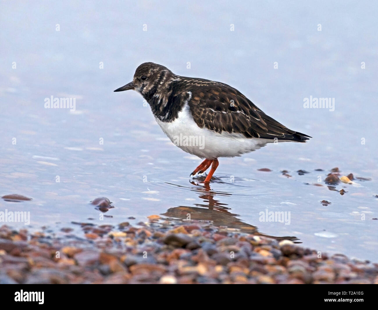Turnstone england hi-res stock photography and images - Alamy