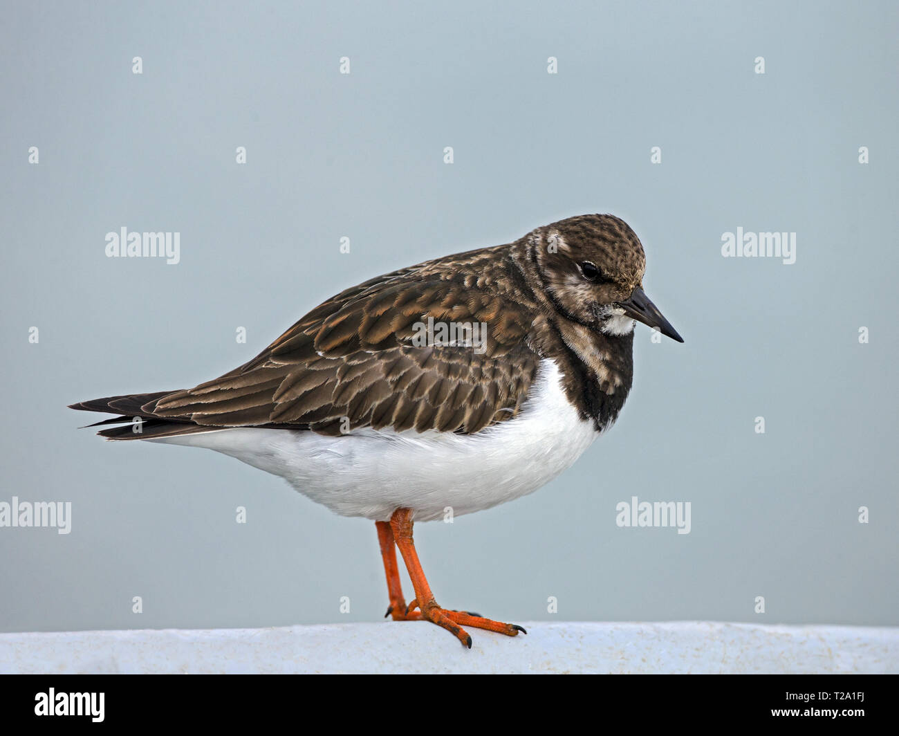 Ruddy turnstone standing Stock Photo - Alamy